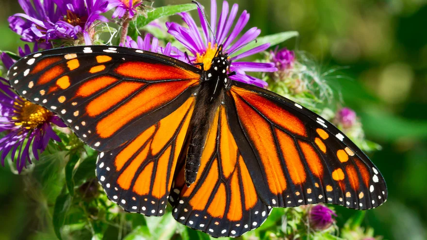 Butterflies: Facts, Characteristics, Behavior, Diet