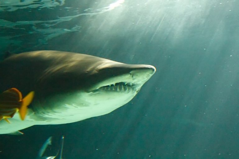 Are Bull Sharks Aggressive? Do They Attack Humans?