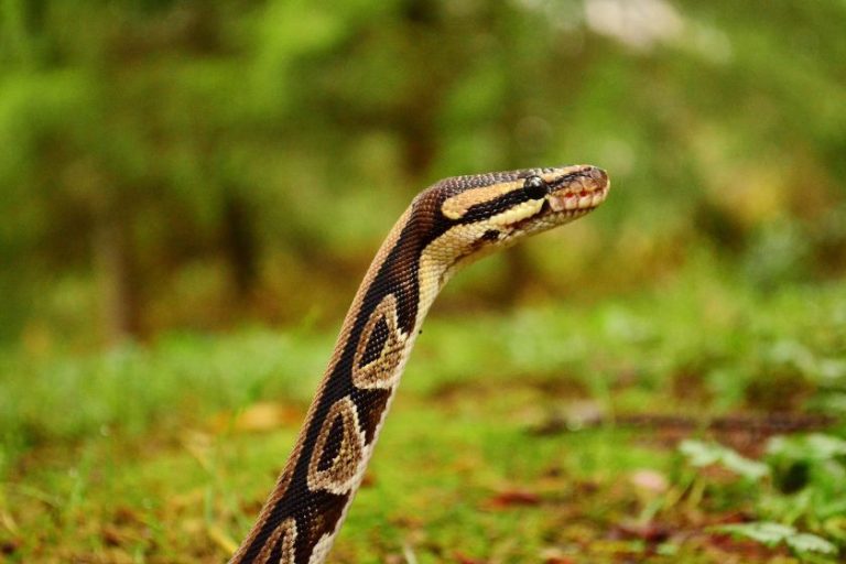 8 Snakes That Stand Upright (With Pictures & Facts)