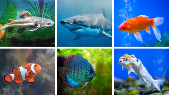 Examples Of Fish Vertebrates Examples Of Fish Vertebrates