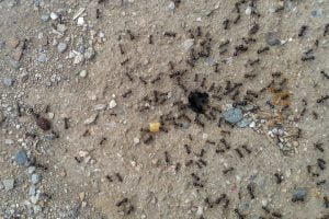 Ant Population: How Many Ants Are There In The World?