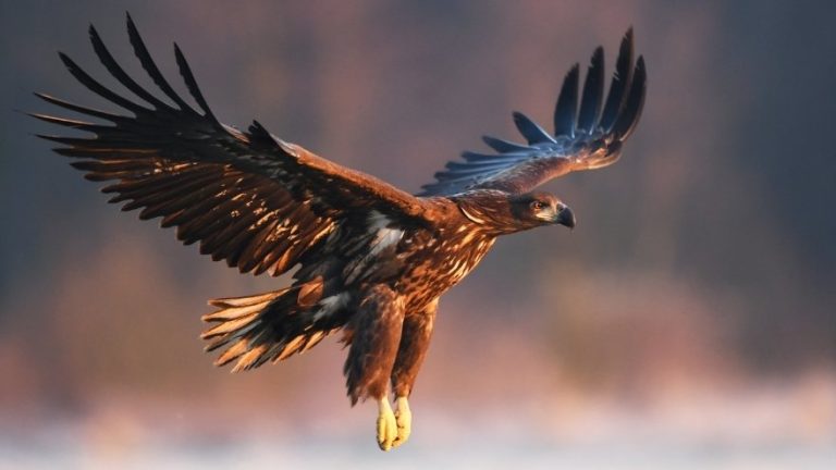 How Fast Can An Eagle Fly? 5 Fastest Eagle Flight Speed