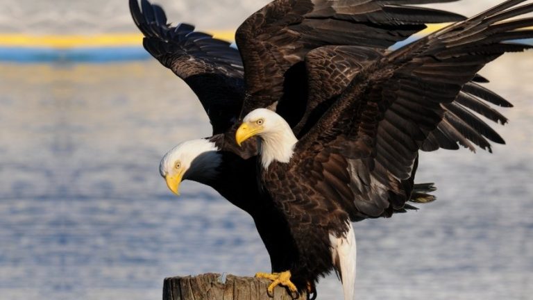 How Do Eagles Sleep? (& When Are Eagles Most Active?)