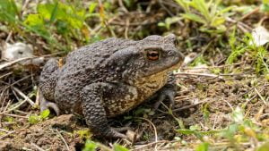 Toads: Facts, Characteristics, Behavior, Diet, More