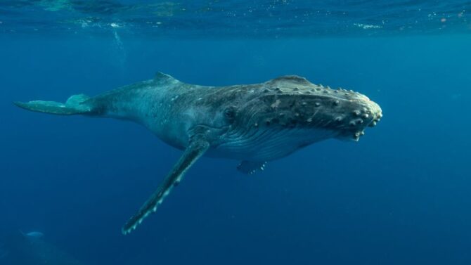 Whales: Facts, Characteristics, Behavior, Diet, More