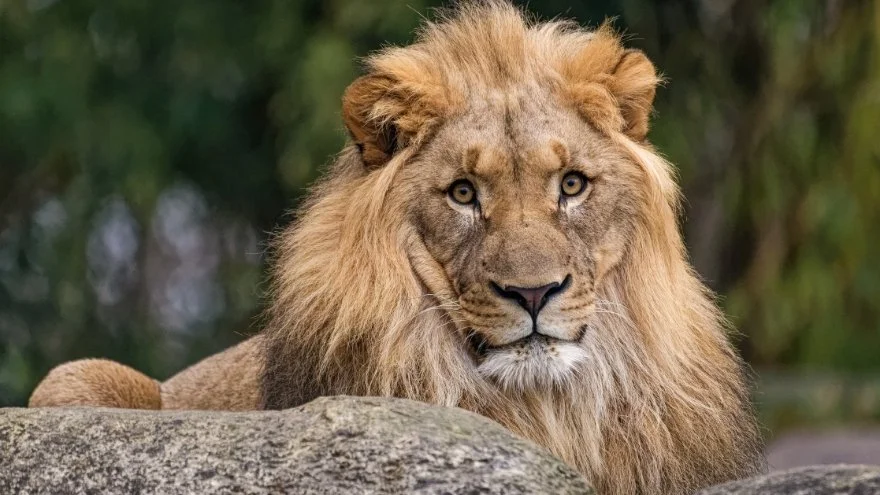 Wildlife In Africa - Discover Native Animals In Africa