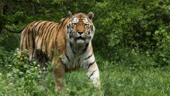Wildlife In Asia Discover Native Animals In Asia