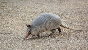 Armadillos: Facts, Characteristics, Behavior, Diet, Habitat