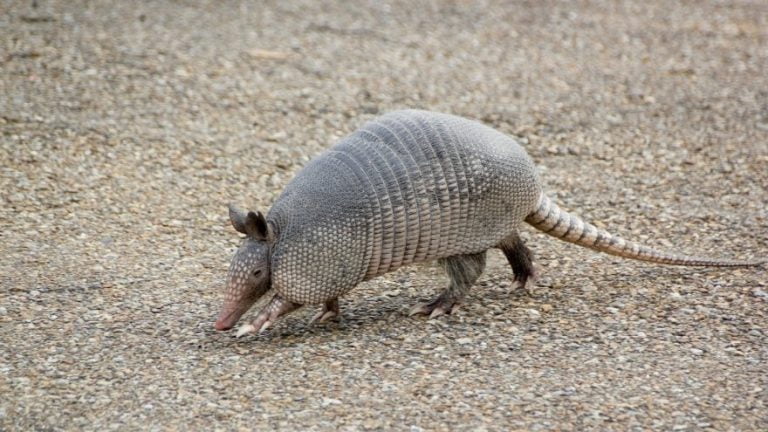 Armadillos: Facts, Characteristics, Behavior, Diet, Habitat