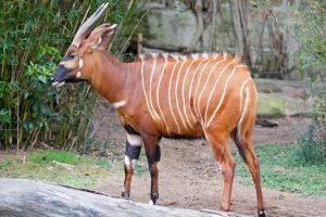 Jungle Animals: 15 Animals That Live In The Jungle +Pictures