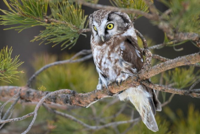 9 Owls In France (Species Identification, Facts & Pictures)
