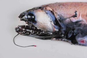 Ugly Fish Species: 12 Ugliest Fish In The World's Oceans