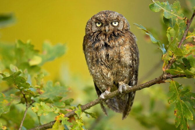 9 Owls In France (Species Identification, Facts & Pictures)