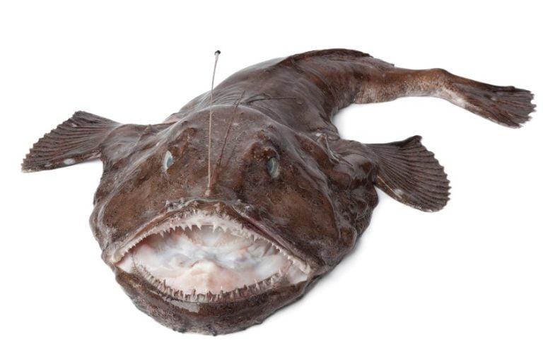 Ugly Fish Species: 12 Ugliest Fish In The World's Oceans