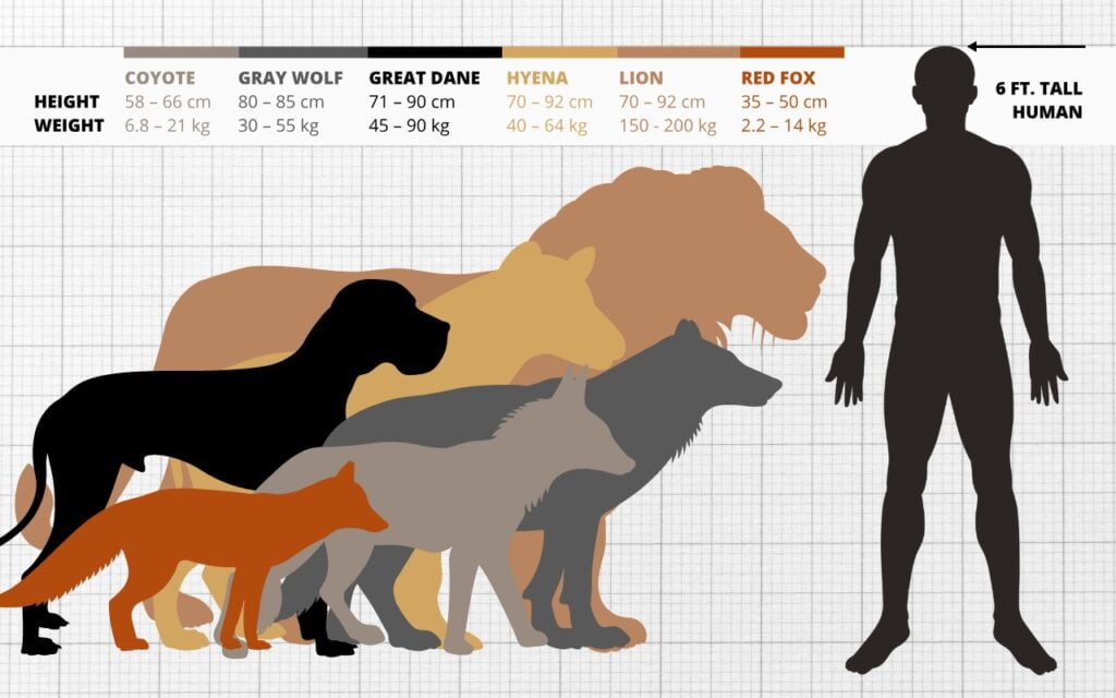 Wolf Size Comparison How Big Are Wolves Vs Dogs Humans 