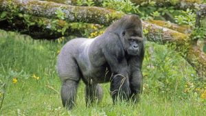Jungle Animals: 15 Animals That Live In The Jungle +Pictures