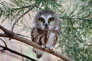 Owls In Missouri: 8 Species Identification, Facts & Pictures