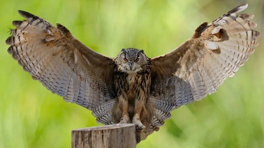 Owls: Facts, Characteristics, Behavior, Diet, Habitat
