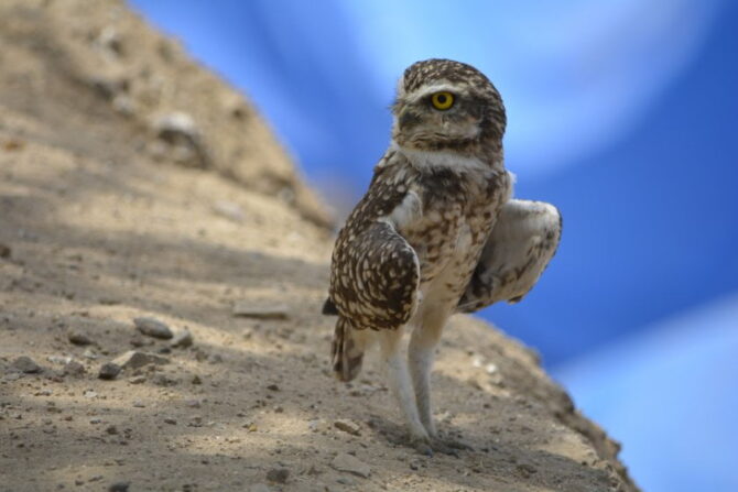 Owl Legs: Fascinating Facts You May Not Know (With Pictures)