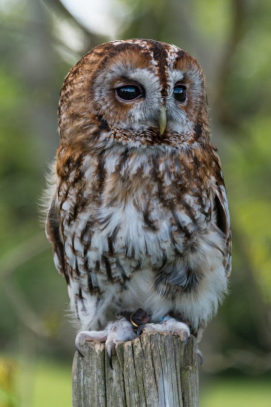 9 Owls In France Species Identification Facts Pictures 9-owls-in-france-species-identification-facts-pictures