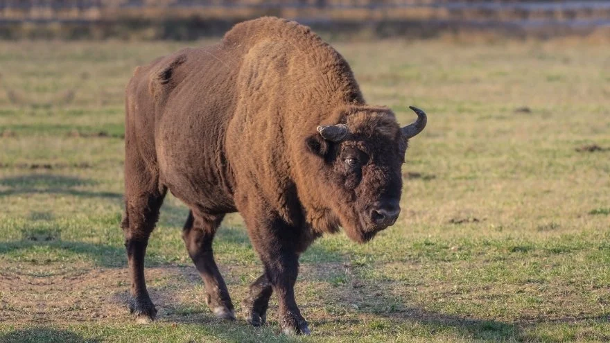 Wildlife In Europe - Discover Native Animals In Europe