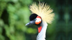 African Birds: 30 Amazing Safari Bird Species, With Pictures