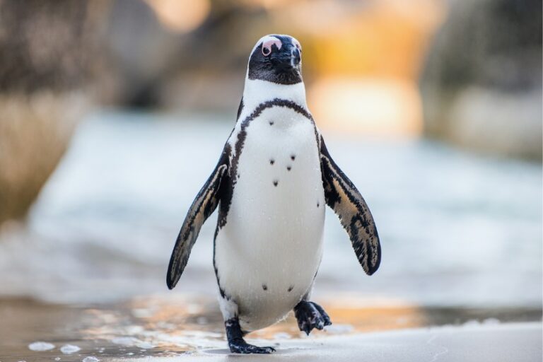 African Birds: 30 Amazing Safari Bird Species, With Pictures