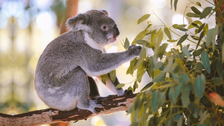 11 Best Zoos In Australia (Experience Australian Wildlife)