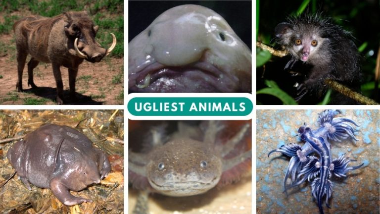 Ugly Animals: 24 Ugliest Animals In The World, With Pictures