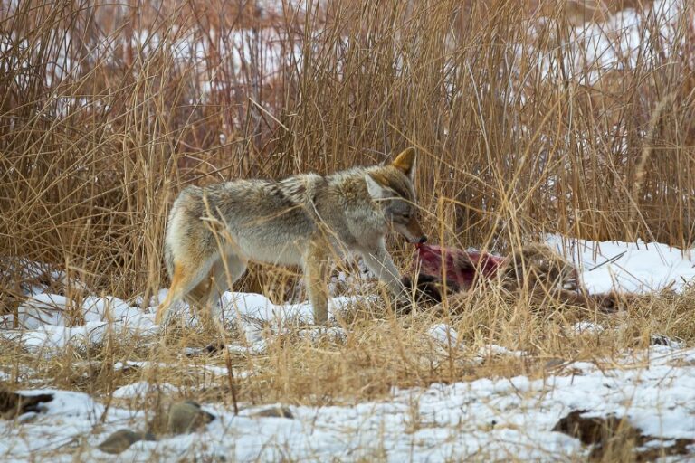 What Do Coyotes Eat? A Closer Look At Coyote Diet