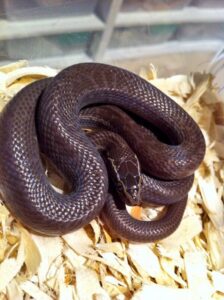 Nocturnal Snakes: 11 Species Of Snakes That Hunt At Night