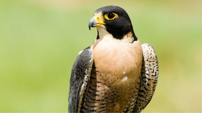 Asian Birds: 10 Common Species List, ID & Pictures