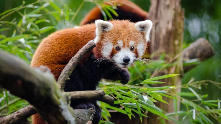 10 Best Zoos In Connecticut (Popular Wildlife Attractions)