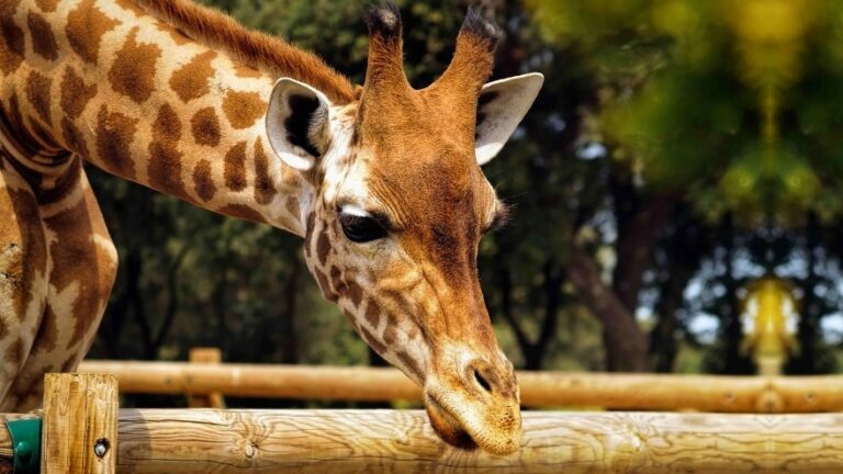 8 Best Zoos In Massachusetts (Popular Wildlife Attractions)