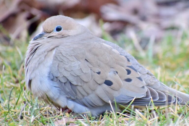 10 Rarest Birds in the World & Where To Find Them