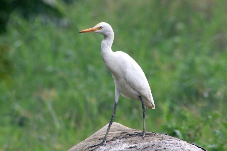 Types Of White Birds (30 Beautiful Species, With Pictures)