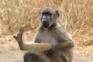 List Of Animals That Start With B: Names, Pictures & Facts