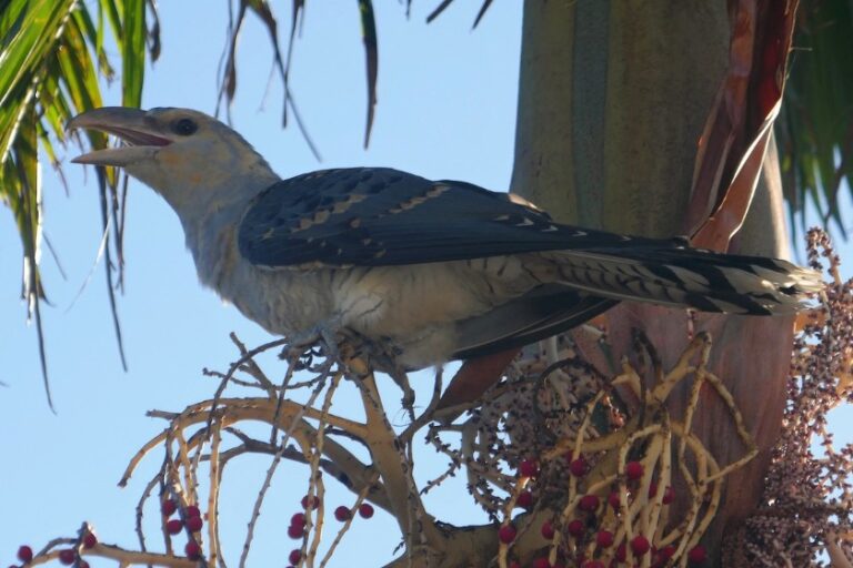 Asian Birds: 10 Common Species List, ID & Pictures