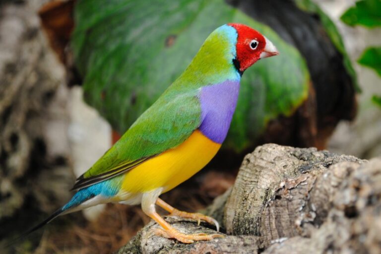 Colorful Tropical Birds: 30 Species List, Pictures & Facts