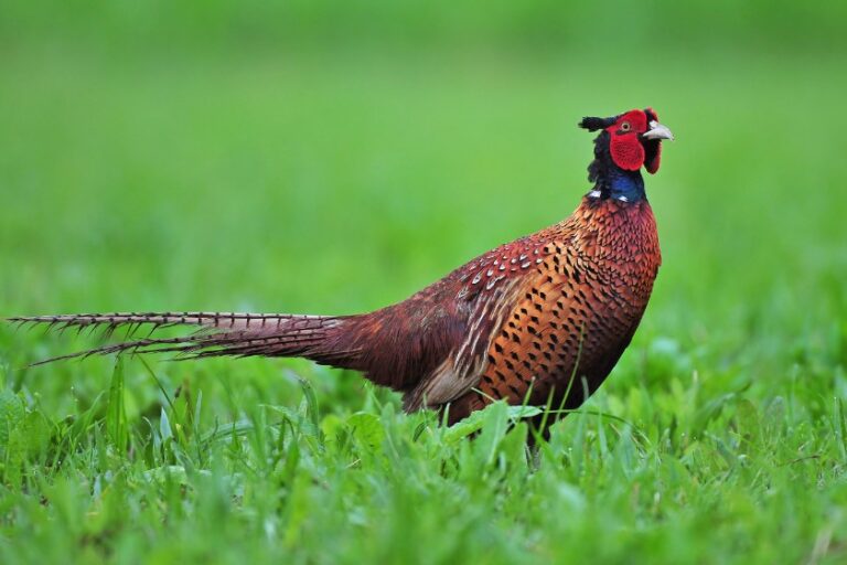 Asian Birds: 10 Common Species List, ID & Pictures