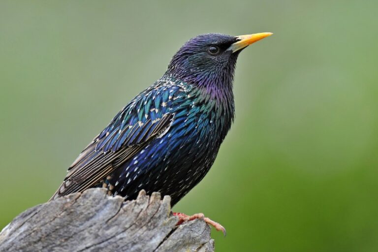 Colorful Tropical Birds: 30 Species List, Pictures & Facts