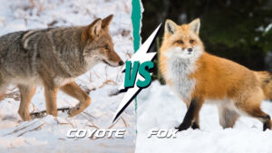Coyote vs Fox: Discover 14 Key Differences & Similarities
