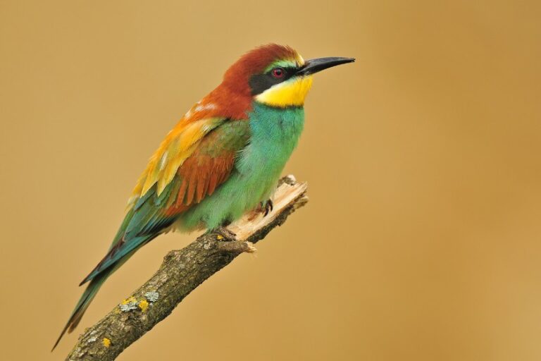 Colorful Tropical Birds: 30 Species List, Pictures & Facts