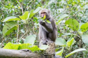 What Do Monkeys Eat? (The Wide-Ranging Diet Of Monkeys)