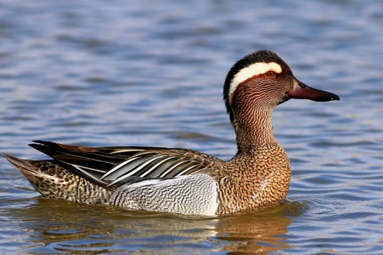 Asian Birds: 10 Common Species List, ID & Pictures