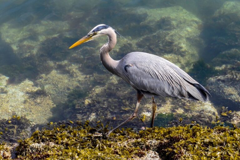 Asian Birds: 10 Common Species List, ID & Pictures