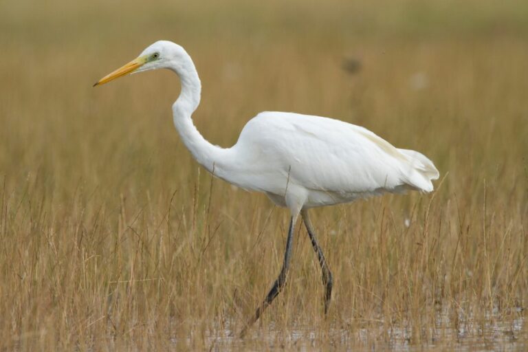 Types Of White Birds (30 Beautiful Species, With Pictures)