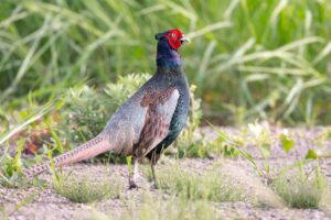 Asian Birds: 10 Common Species List, ID & Pictures