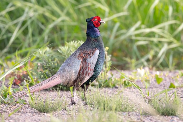 Asian Birds: 10 Common Species List, ID & Pictures