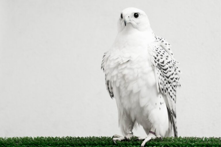 Types Of White Birds (30 Beautiful Species, With Pictures)